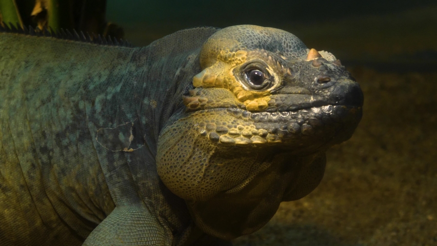 close mona iguana lizard head Stock Footage Video (100% Royalty-free ...