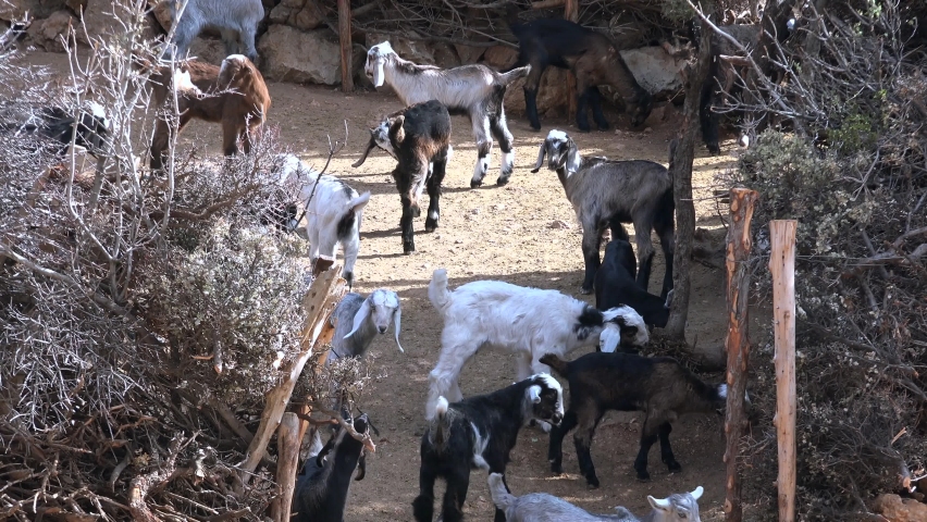 crowd goats inside goat corral fold Stock Footage Video (100% Royalty ...