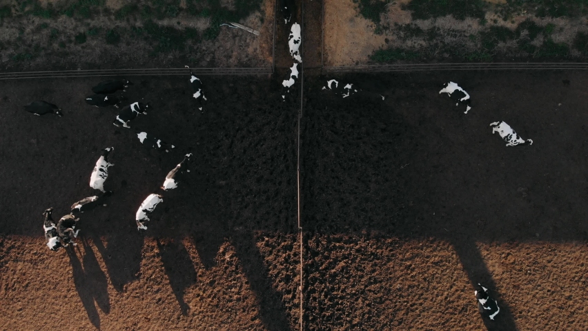 Cow Slaughter Stock Video Footage - 4K and HD Video Clips | Shutterstock