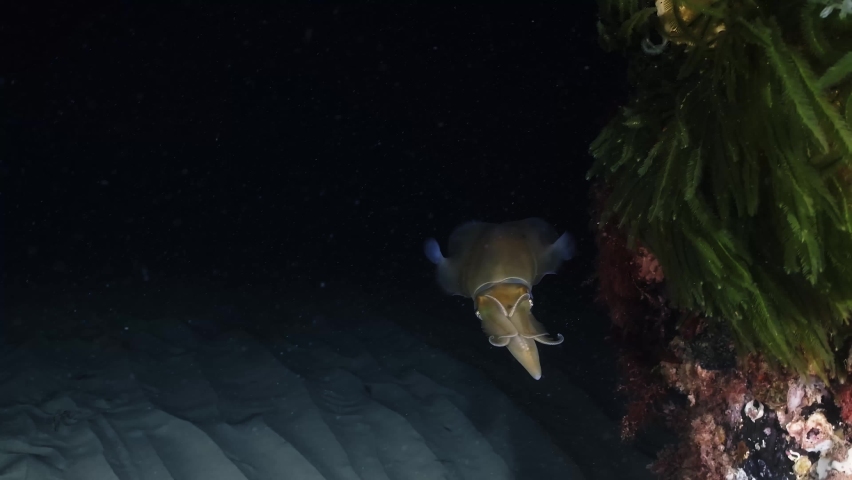 Southern Calamari Squid Hunting and Stock Footage Video (100% Royalty ...