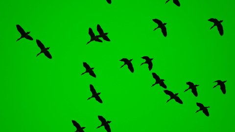 Halloween Bats Flying On Green Screen Stock Footage Video (100% Royalty ...