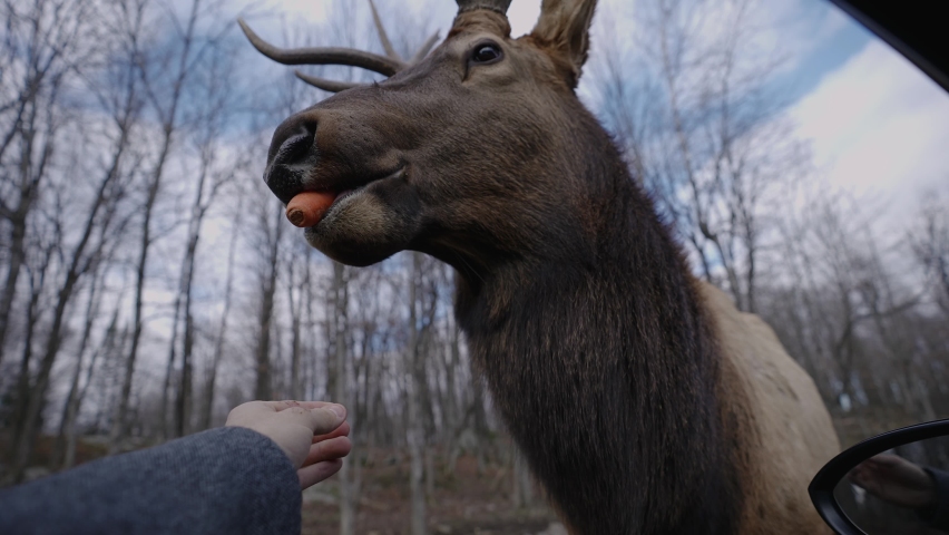 large white-tailed deer buck jefferson barracks Stock Footage Video ...