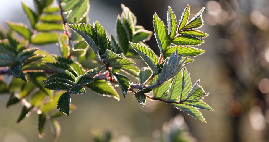 Dao Flower Stock Video Footage - 4K and HD Video Clips | Shutterstock