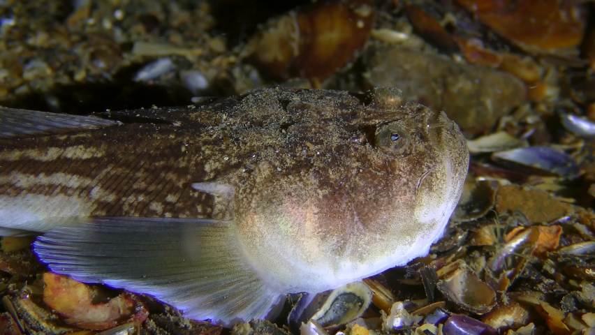 sea fish atlantic stargazer uranoscopus scaber Stock Footage Video (100 ...