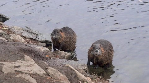 Nutria Cute Social Animal Living On Stock Footage Video (100% Royalty ...