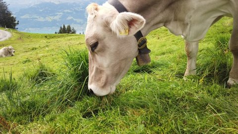 White Cow Without Horns Grazing Alpine Stock Footage Video (100% ...