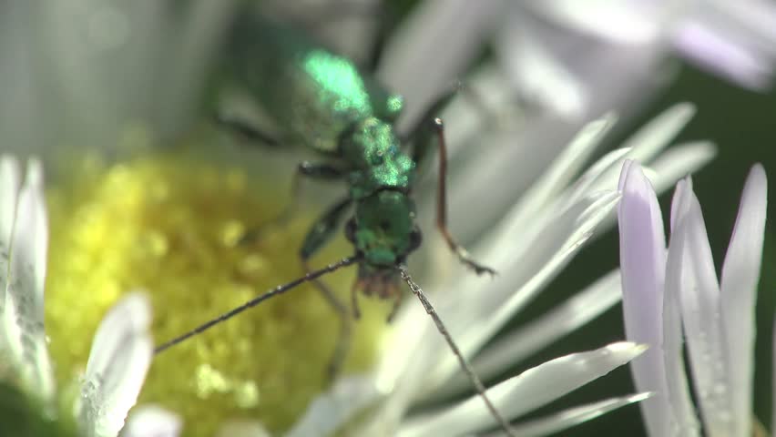 spanish fly insect beetle bug macro Stock Footage Video (100% Royalty ...