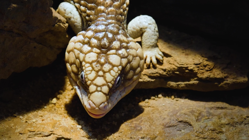 Stump Tailed Skink Stock Video Footage - 4K and HD Video Clips ...
