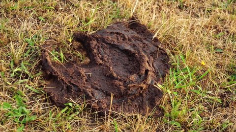 Cow shit Stock Video Footage - 4K and HD Video Clips | Shutterstock