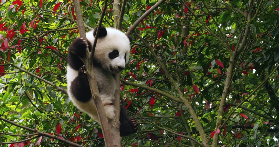 1,479 Wild animals upside down Stock Video Footage - 4K and HD Video ...