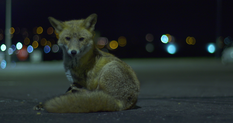 Fox scratching Stock Video Footage - 4K and HD Video Clips | Shutterstock