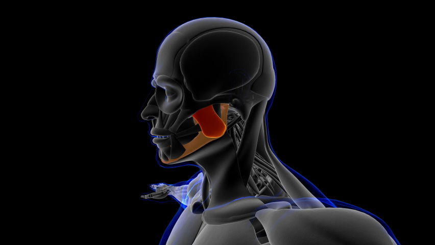 70 Masseter Muscle Stock Video Footage - 4K and HD Video Clips ...