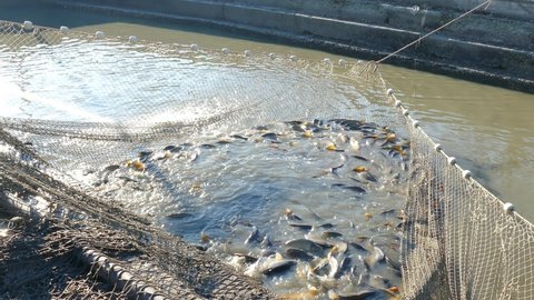 Freshwater breeding Stock Video Footage - 4K and HD Video Clips ...