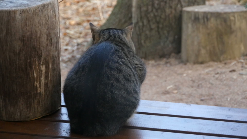 Cat Sitting Rear View Stock Video Footage - 4K and HD Video Clips ...