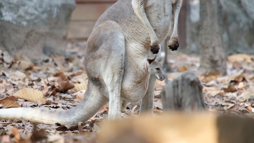Kangaroo Head Stock Video Footage - 4K and HD Video Clips | Shutterstock