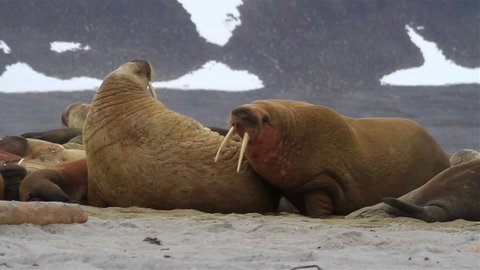 Walrus Marine Mammal Only Modern Species Stock Photo (Edit Now) 1229807518