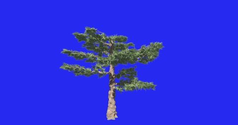 Tall Tree Growth Animation Sequence On Stock Footage Video (100% ...