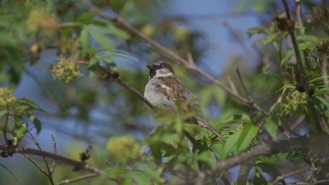 Bird Takes Poop Tree Stock Footage Video (100% Royalty-free) 1064235226 ...