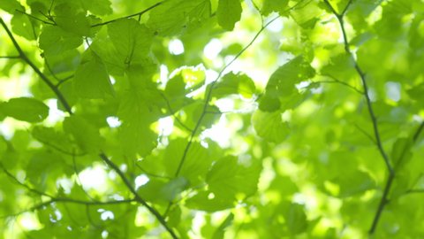 Sun Light Shine Through Green Tree Stock Footage Video (100% Royalty ...