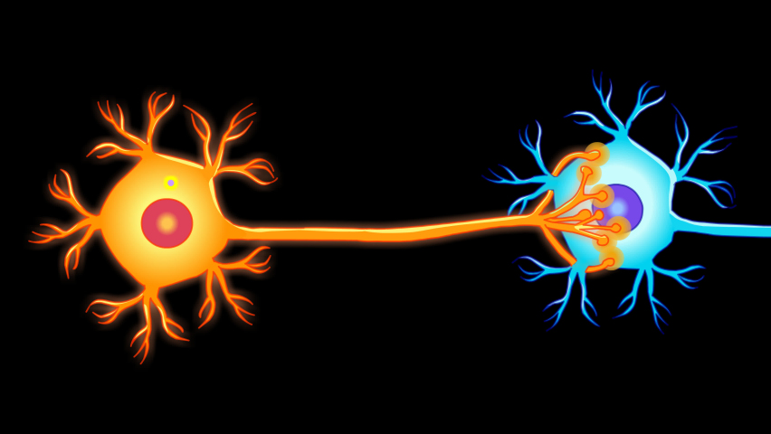 neural connect transmission nerve signal between Stock Footage Video ...