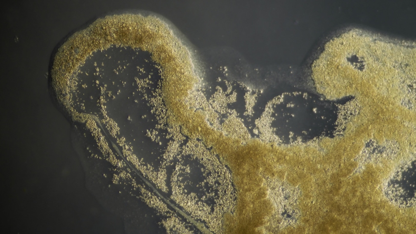 Ektoplasma Stock Video Footage - 4K and HD Video Clips | Shutterstock