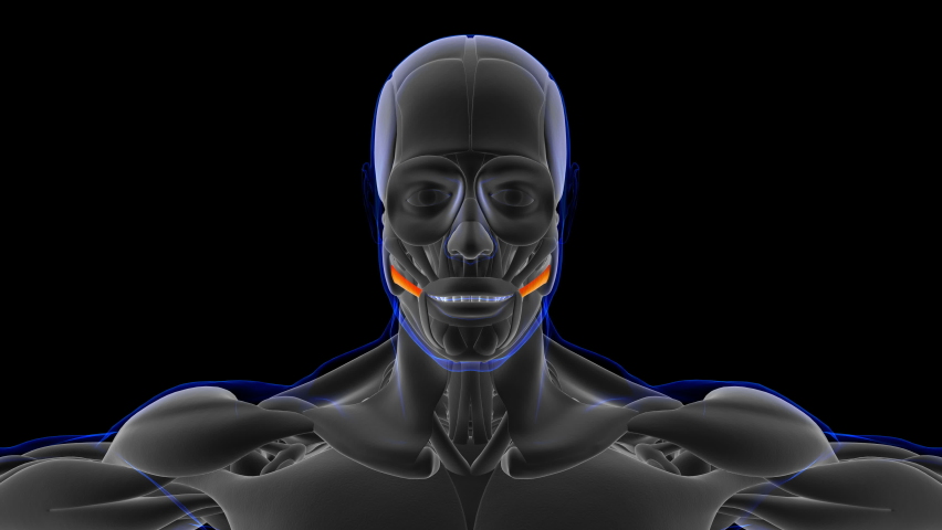 4 Risorius muscles Stock Video Footage - 4K and HD Video Clips ...