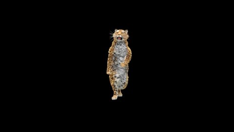 leopard dancing cg fur 3d rendering Stock Footage Video (100% Royalty ...
