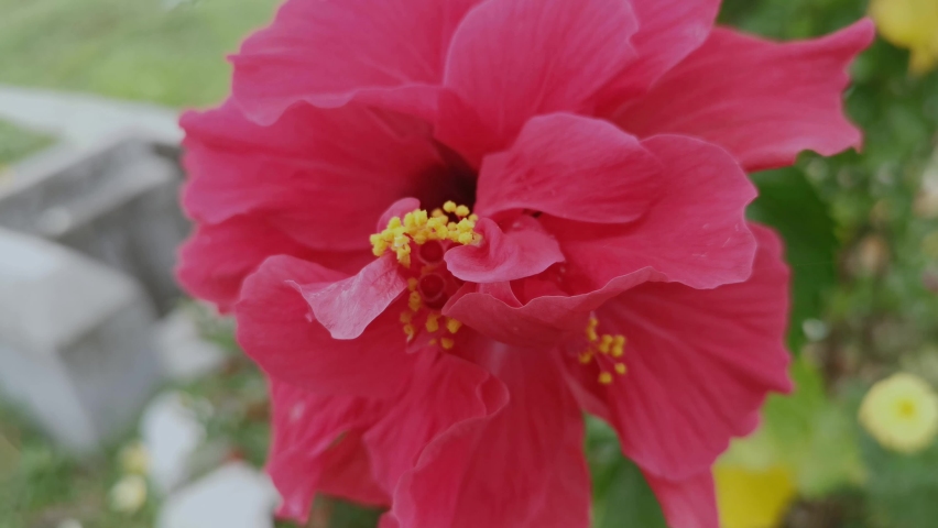 Mandara flower Stock Video Footage - 4K and HD Video Clips | Shutterstock