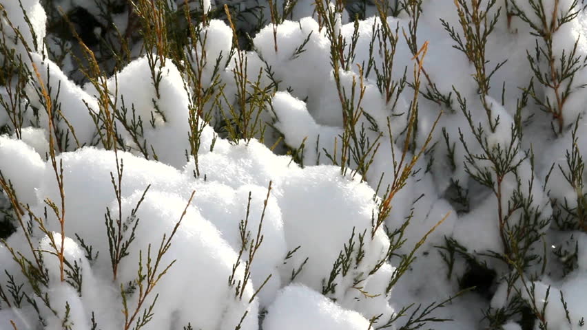 Snow Falling On Tree Closeup Stock Footage Video (100% Royalty-free ...