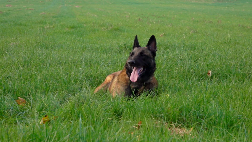 Beautiful Purebred Belgian Shepherd Malinois Stock Footage Video (100% ...