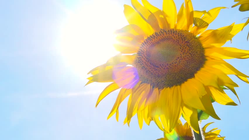 Blooming Sunflower. Slow Motion 240 Stock Footage Video (100% Royalty ...