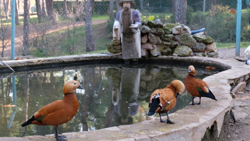 Yavru Stock Video Footage - 4K and HD Video Clips | Shutterstock