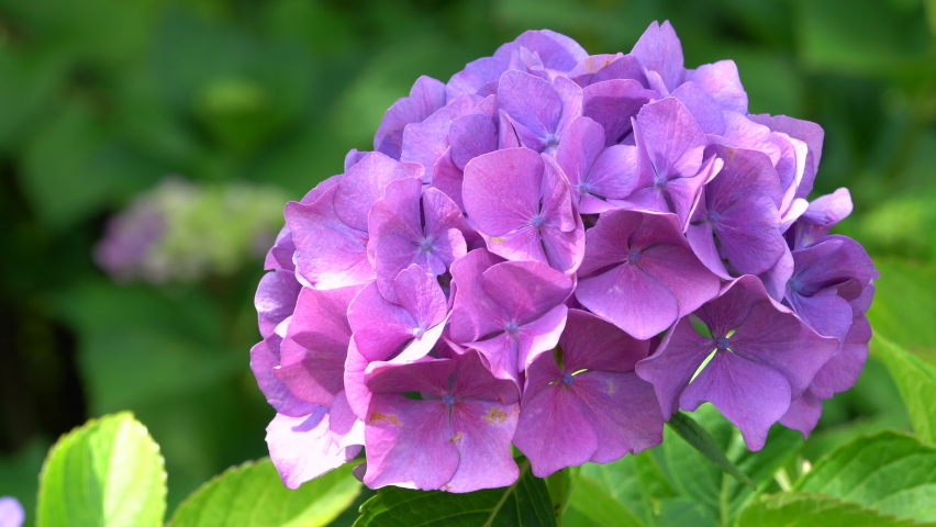 Penny Flower Stock Video Footage - 4K and HD Video Clips | Shutterstock