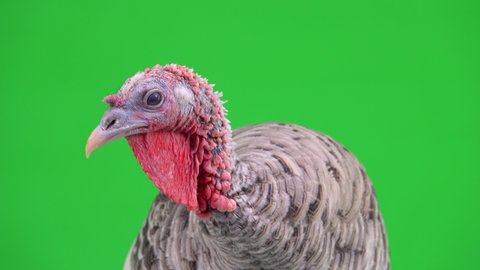 Grey Hen Isolated On White Studio Stock Photo 74983768 | Shutterstock