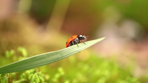 Small Ladybird Garden Stock Footage Video (100% Royalty-free) 400297 ...