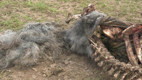 94 Rotting cow Stock Video Footage - 4K and HD Video Clips | Shutterstock