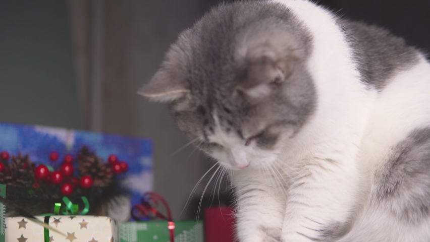 The Cat Under the Tree Stock Footage Video (100% Royalty-free ...