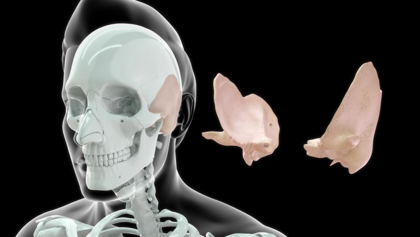 temporal bone body skin shader 3d Stock Footage Video (100% Royalty ...
