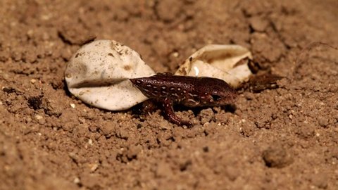 19 Lizard eggs sand Stock Video Footage - 4K and HD Video Clips ...