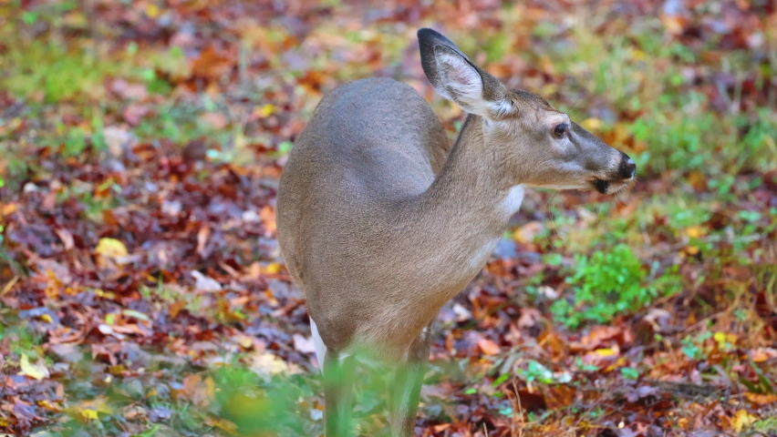 young white-tailed deer chewing on food Stock Footage Video (100% ...
