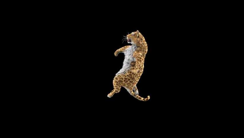 leopard dancing cg fur 3d rendering Stock Footage Video (100% Royalty ...