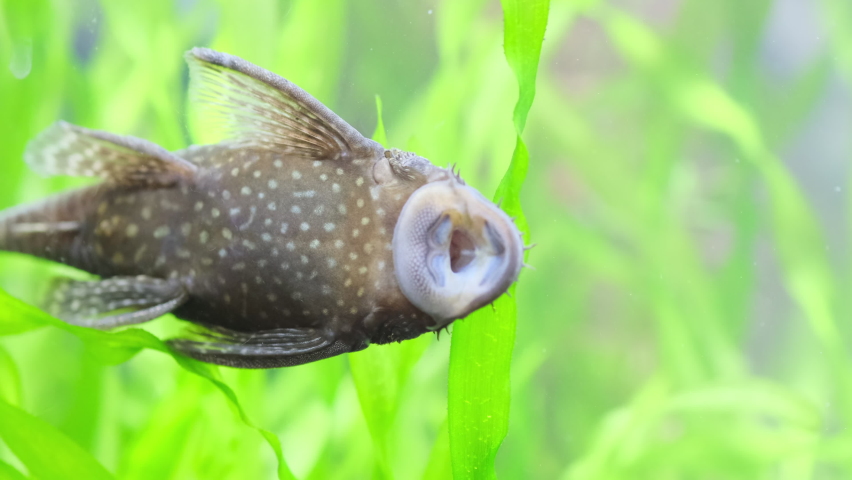 Fish pleco Stock Video Footage - 4K and HD Video Clips | Shutterstock
