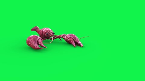 Crayfish Green Screen Walk Front 3d Stock Footage Video (100% Royalty ...