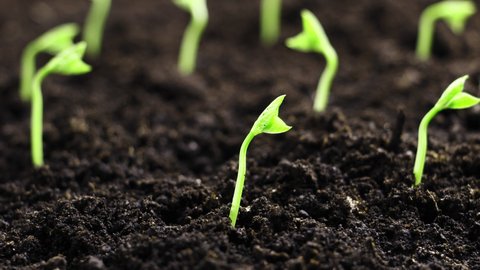 Growing Plants Spring Timelapse Sprouts Germination Stock Footage Video ...