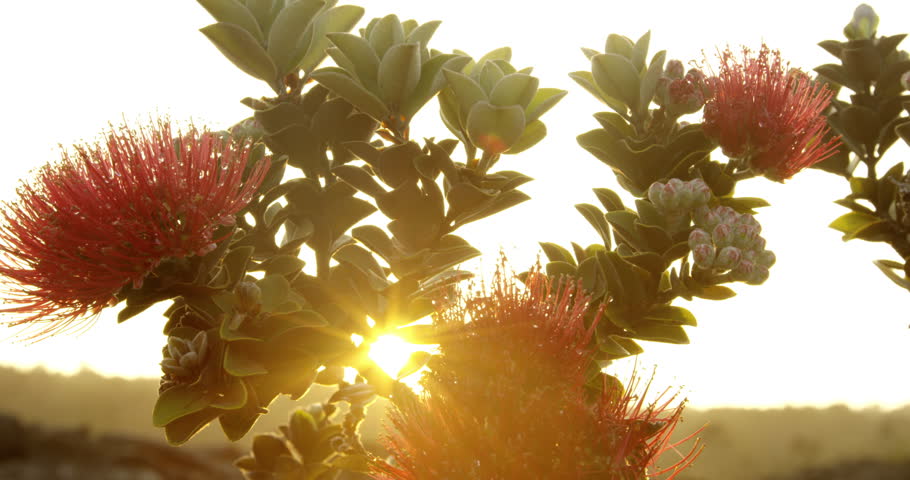 Ohia Lehua Tree Close Up, Stock Footage Video (100% Royalty-free ...