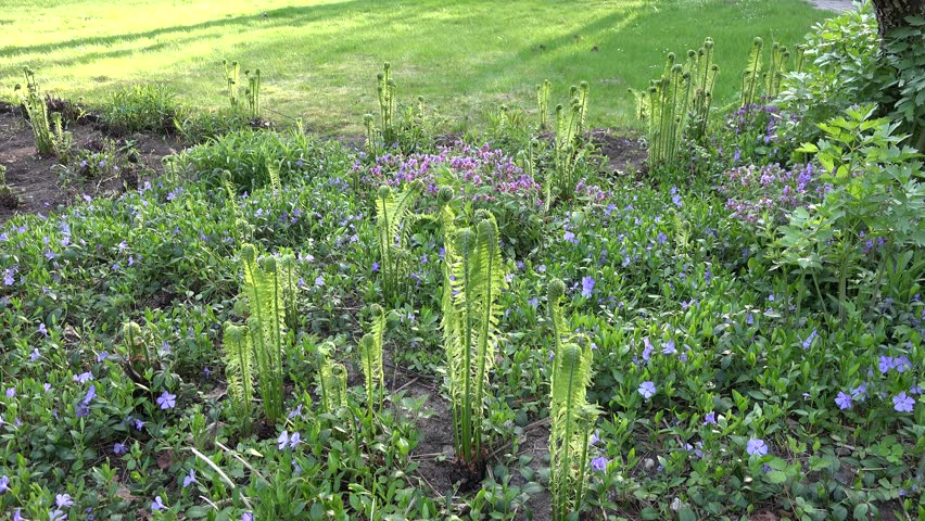 park flower bed full fern plant Stock Footage Video (100% Royalty-free ...