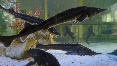 Sturgeon Fish Swimming Aquarium Sturgeons Floating Stock Footage Video ...