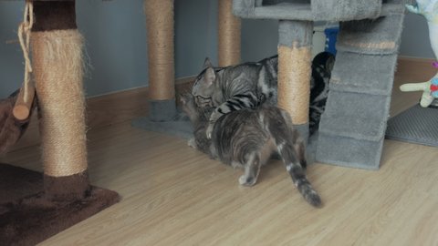 Cat Mating Cat Having Sex Cat Stock Footage Video (100% Royalty-free ...