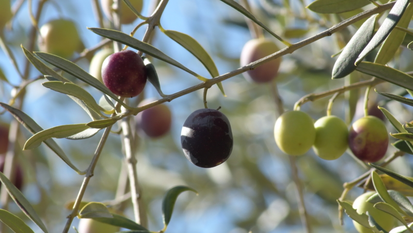 Ripe Olive in a Olive Stock Footage Video (100% Royalty-free ...