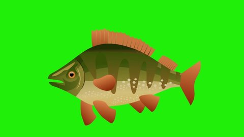 Perch 2d Animation Greenscreen Background Stock Footage Video (100% ...